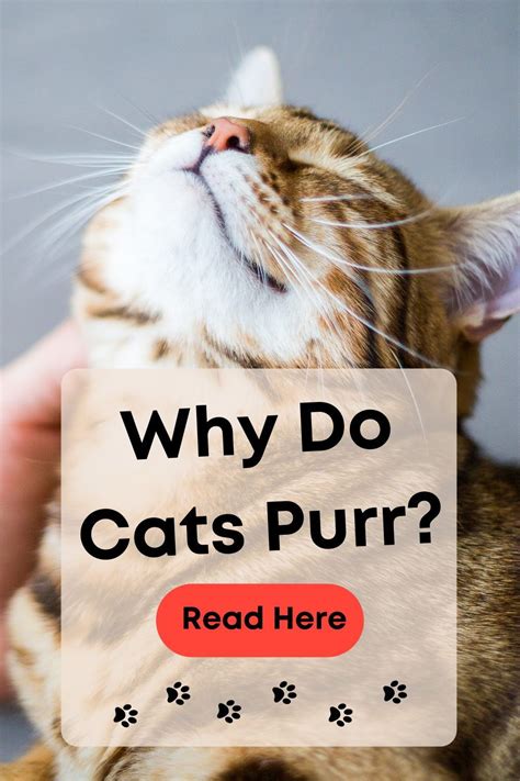 Why Do Cats Purr Everything You Need To Know About Cat Purring Artofit