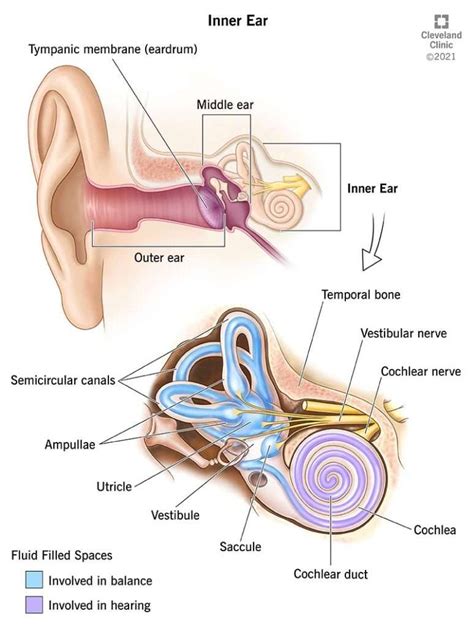 The 3 Step Approach To Get Rid Of Vertigo Say Goodbye To Bppv Benign