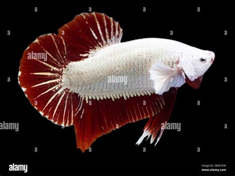 Dragon Plakat Betta