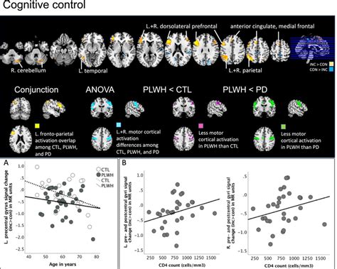 Cognitive Control Task Activation Upper Panel Stroop Contrast Inc