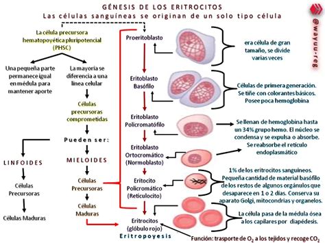 aspectos generales de la eritropoyesis [es] ⊛ general aspects of er