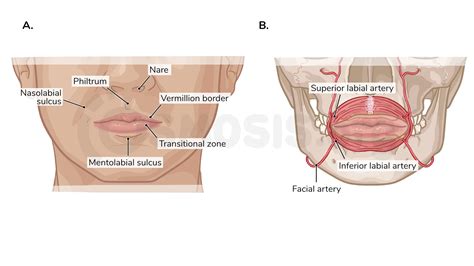 Labial Mucosa Anatomy
