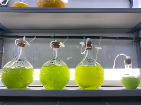 Premium Chlorella Capsules X 120 The Algae Hub