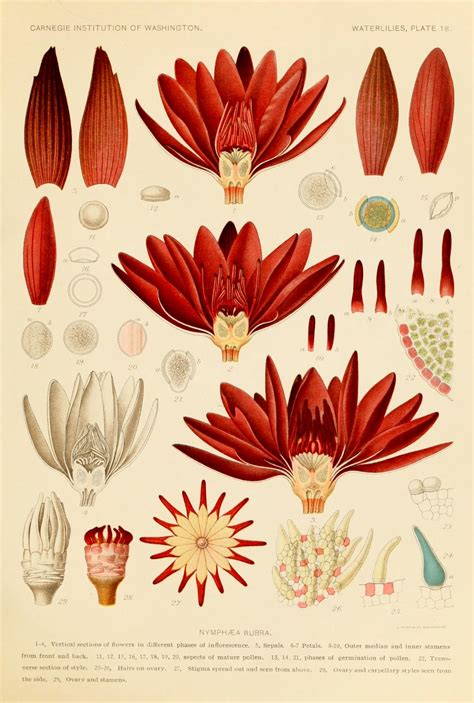 Scientific Illustration Plants
