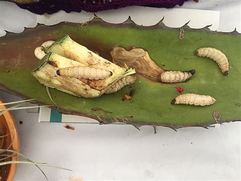 Fly Tying The Magic Of Antron Shows Through In The Wax Worm Fly Life