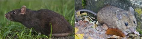 13 Types Of Mice And Rats Found In California Bird Watching Hq