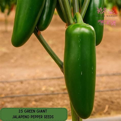 25 Green Giant Jalapeno Pepper Seeds Large Hot Pepper Variety Etsy