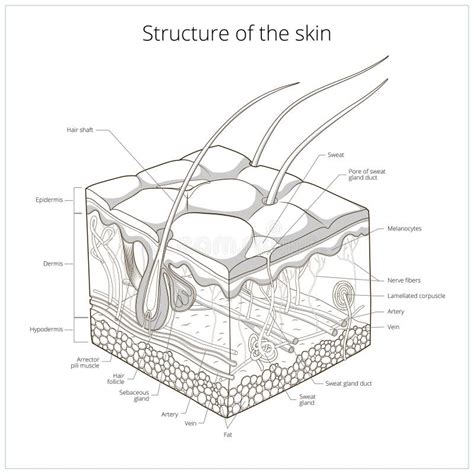 Skin Structure Vector Illustration Stock Vector Illustration Of