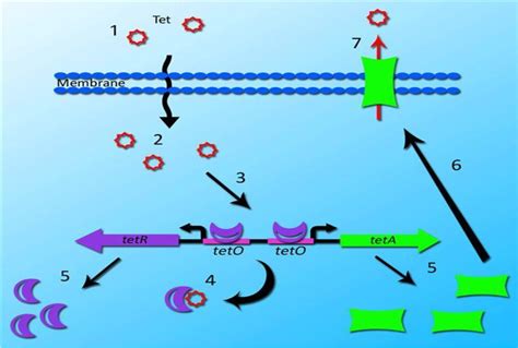 Figure 1 1 From Construction And Use Of A Transposon For Identification Of Essential Genes In