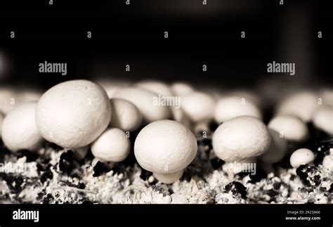 Selective Focus Of White Button Mushroom Agaricus Bisporus On The Harvesting Farmland Image