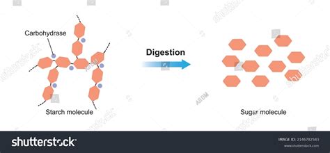 Starch Molecular Structure