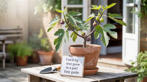 Can A Fig Tree Grow In A Pot Easy Guide