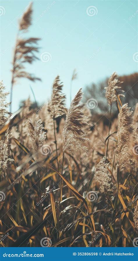 Lush Wetland Transformed Into A Monoculture By Invasive Phragmites