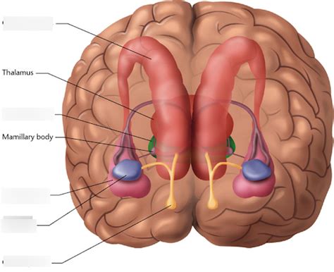 Limbic Diagram Quizlet