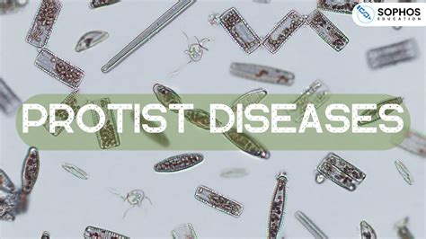 Protist Diseases Youtube
