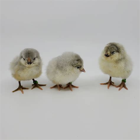 Blue Ameraucana Chicks