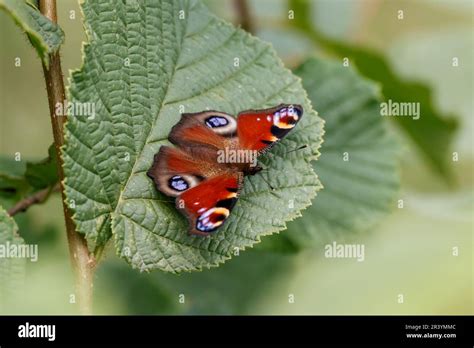 Inachis Io Syn Nymphalis Io Known As Peacock Butterfly European