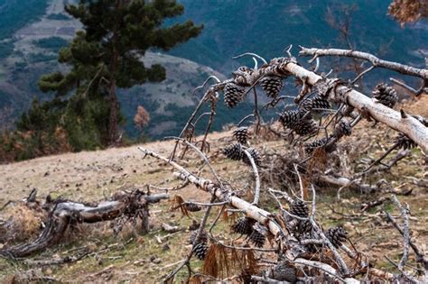 Premium Photo Fallen Pine Tree Trunk