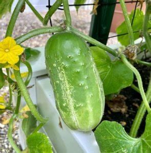 20 Best Mini Cucumber Varieties Small Cucumbers