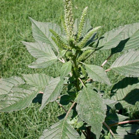 Palmers Amaranth Amaranthus Palmeri Plant Care And How To Grow Water