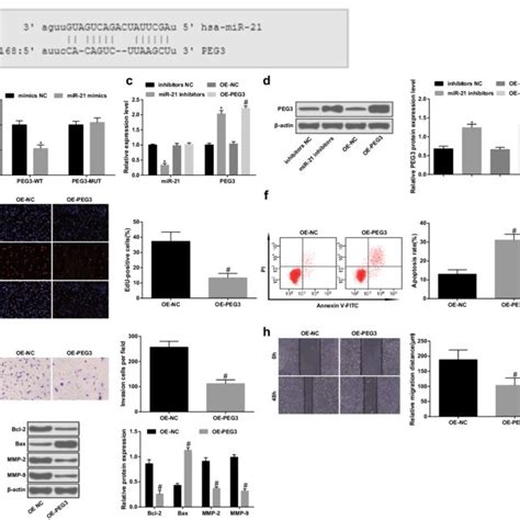Identification Of M2 Bmdm And Its Exosomes A Morphology Of Macrophages
