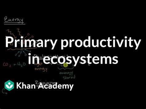 How To Calculate Primary Net Productivity Biology