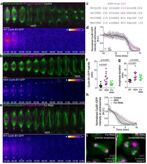 Figures And Data In Spatiotemporal Control Of Mitotic Exit During