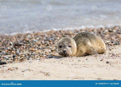 Sad Seal Meme Captions Cute Viral