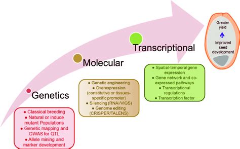 Summary Of Molecular Approaches For Regulation Of Seed Development