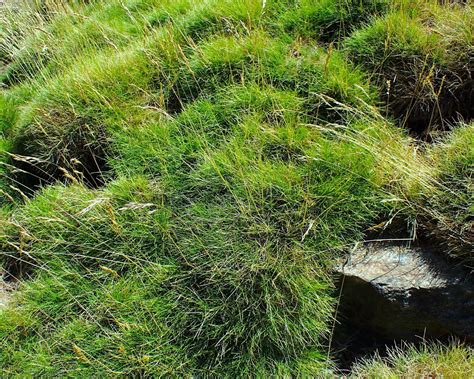 Molate Red Fescue Seeds Festuca Rubra Var ‘molate — Northwest