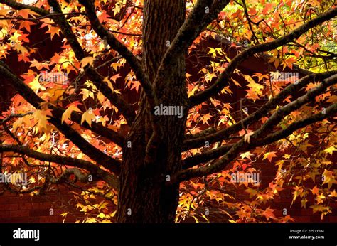Liquid Amber Tree Banque De Photographies Et Dimages à Haute Résolution Alamy