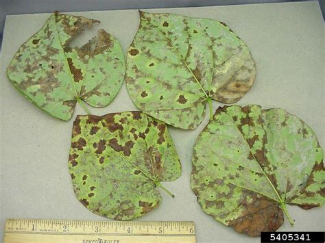 Pseudocercospora Leaf Spot Pseudocercospora Vitis