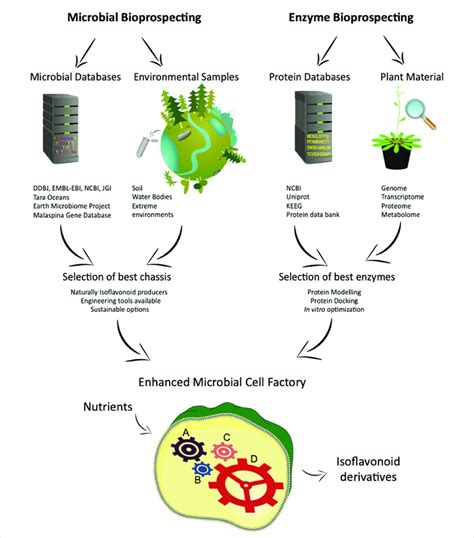 Microbial Chassis Definition At Martha Cannon Blog
