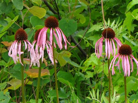 Echinacea Laevigata Smooth Purple Coneflower College Of Agriculture