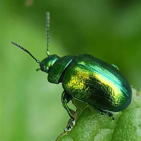 Shiny Green Beetles How To Get Rid Of Metallic Beetle Bugs