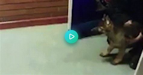 Unleash The Fuzz  On Imgur