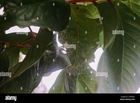 Soursop Is The Fruit Of Annona Muricata A Broadleaf Flowering Evergreen Tree It Is Native To