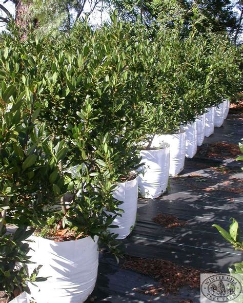 Winter Hill Tree Farm Bay Tree And Std — Laurus Nobilis