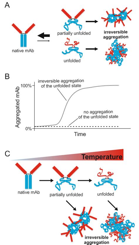 Relation Between Conformational And Colloidal Stability Of Antibodies