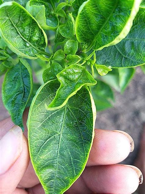Chilli Leaf Curl Virus Pests And Diseases