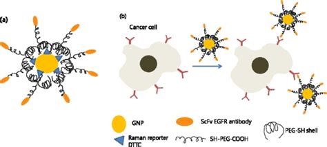 Cancer Cell Targeting And Spectroscopic Detection Using Download Scientific Diagram