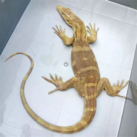 Pin Oleh Steven Ardianto Di Reptiles Hewan