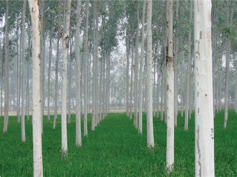 Diversification Of Wheat Paddy Cycle Through Tree Farming PLY INSIGHT
