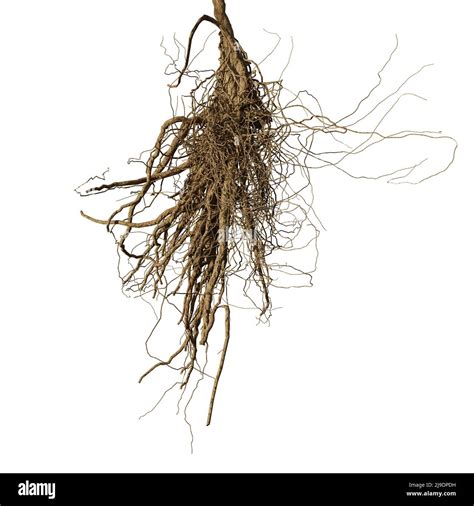 Tree Roots Isolated On White Background Stock Photo Alamy