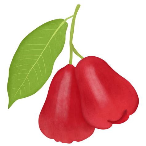 110 Syzygium Cumini Illustrations Stock Illustrations Royalty Free