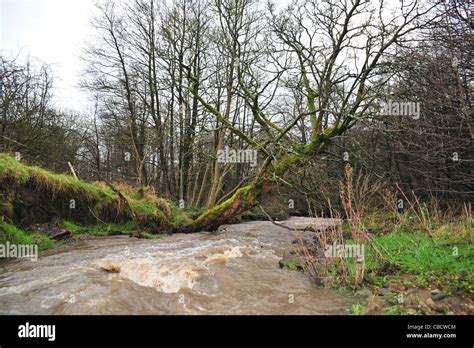 Tree Falling Into River From Erosion And Environmental Issues On The River Brun In Burnley