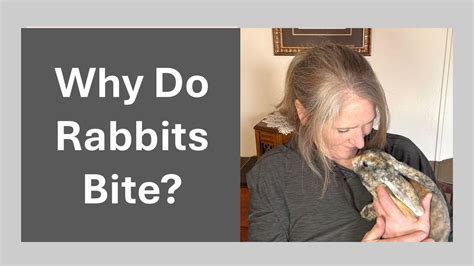Why Rabbits Bite And What You Can Do Youtube
