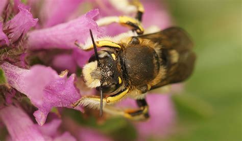 Wool Carder Bee Good Natured