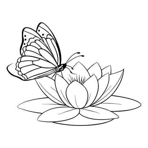 A Butterfly Is Extracting Nectar From A Water Lily Flower Illustration Line Art 50994596 Vector