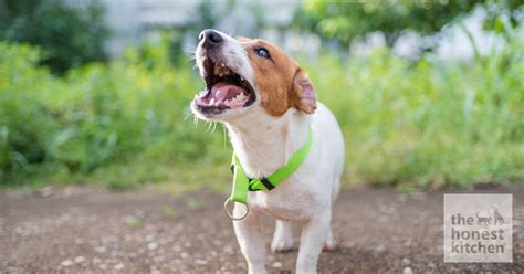 Why Dogs Bark And What You Can Do About It The Honest Kitchen
